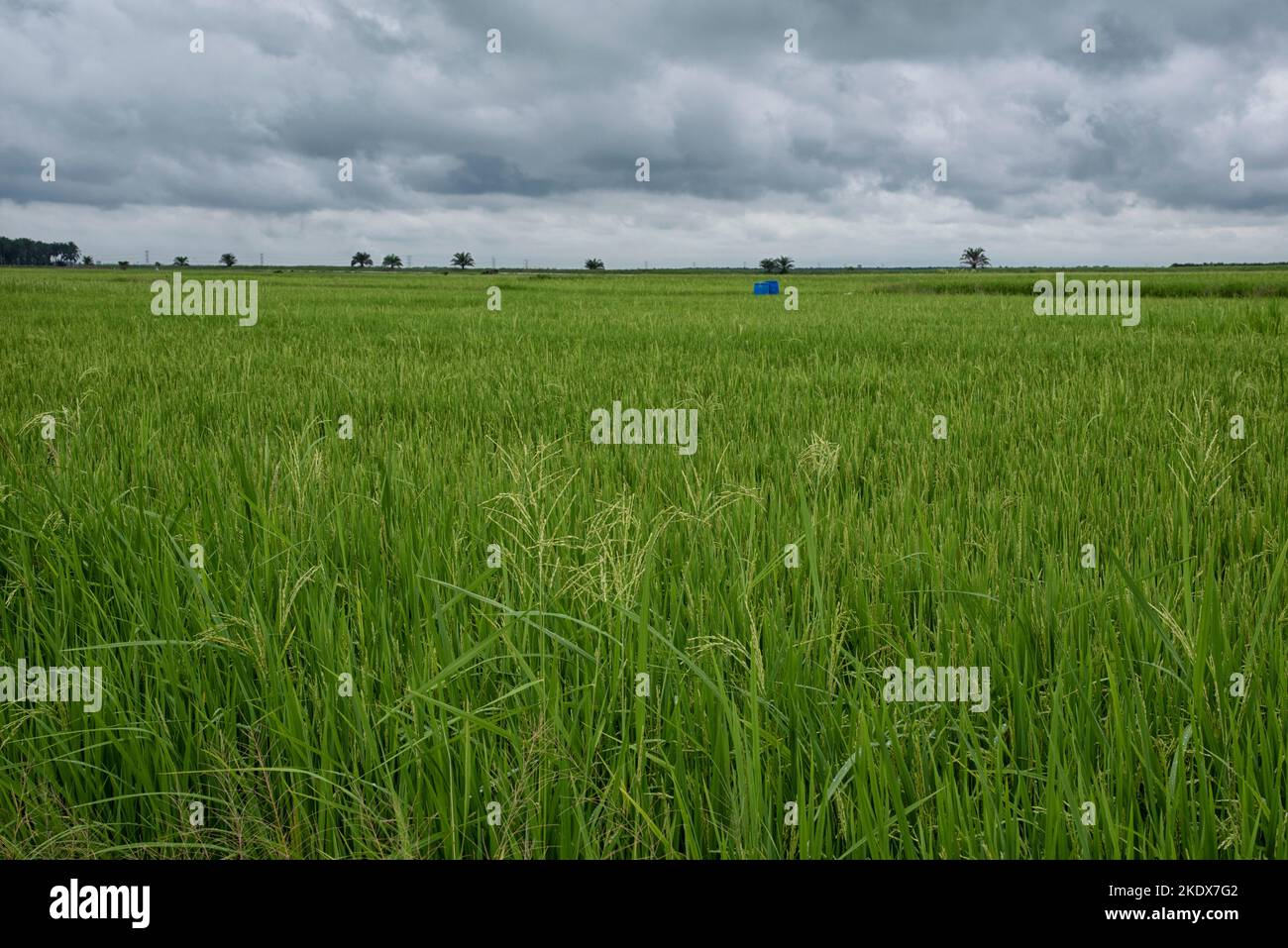 rice plant growing on the wet paddy bed field Stock Photo - Alamy