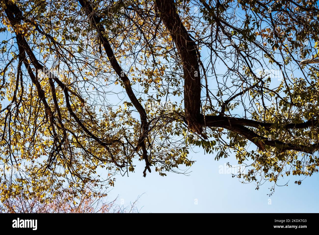 Tree limbs with golden leaves hang from the sky Stock Photo - Alamy