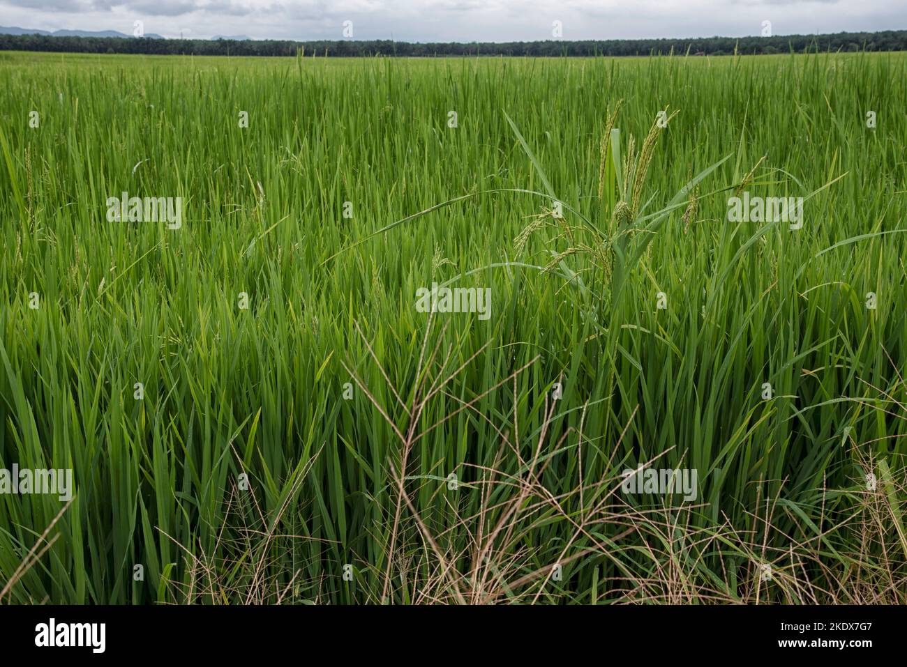rice plant growing on the wet paddy bed field Stock Photo - Alamy