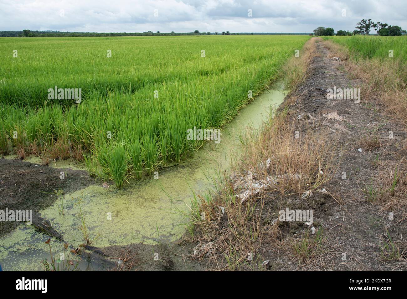rice plant growing on the wet paddy bed field Stock Photo - Alamy