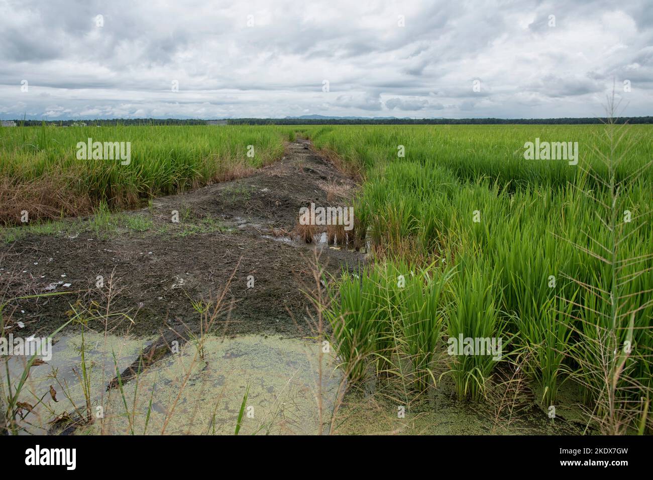 rice plant growing on the wet paddy bed field Stock Photo - Alamy