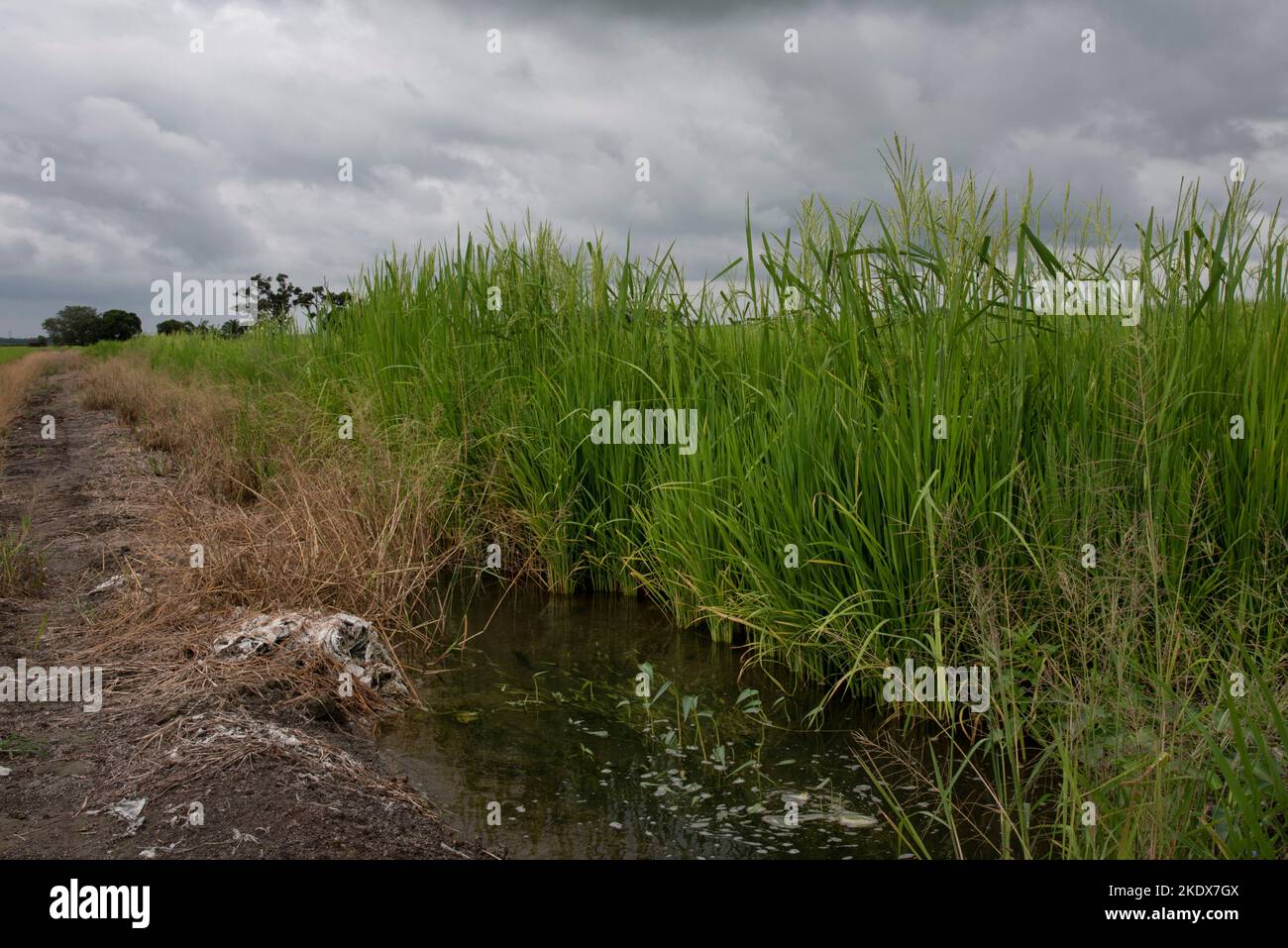 rice plant growing on the wet paddy bed field Stock Photo - Alamy