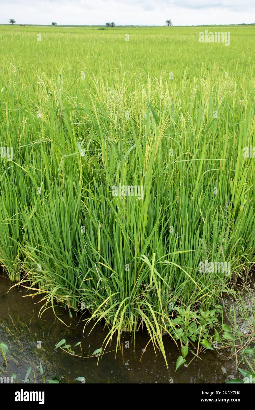 rice plant growing on the wet paddy bed field Stock Photo - Alamy