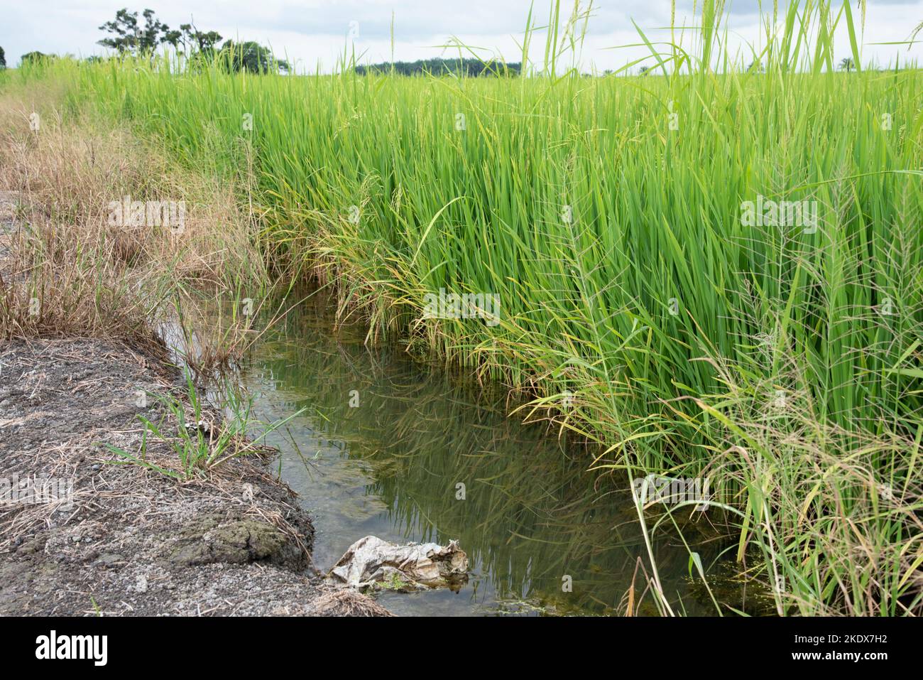 rice plant growing on the wet paddy bed field Stock Photo - Alamy