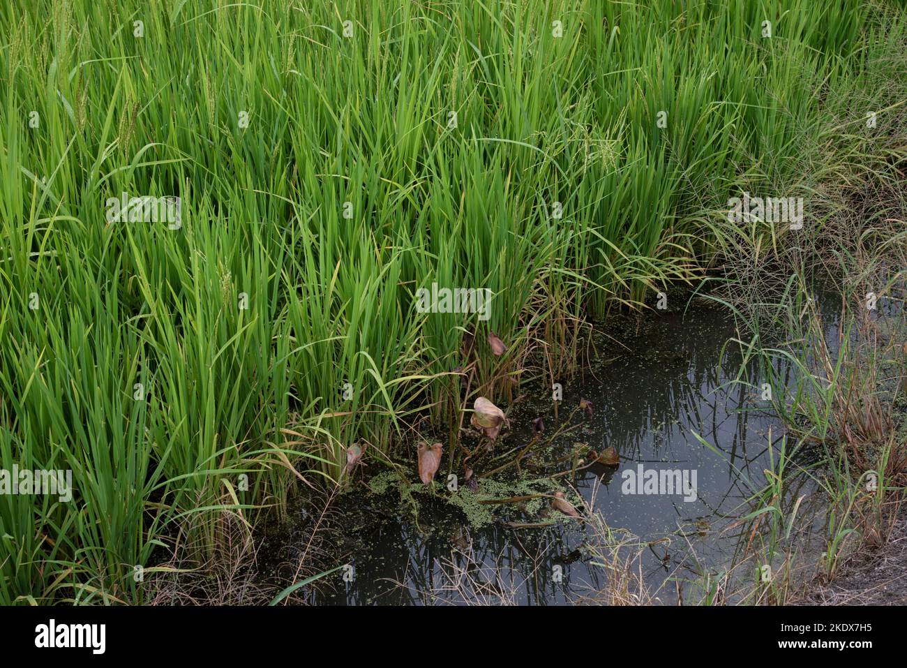 rice plant growing on the wet paddy bed field Stock Photo - Alamy
