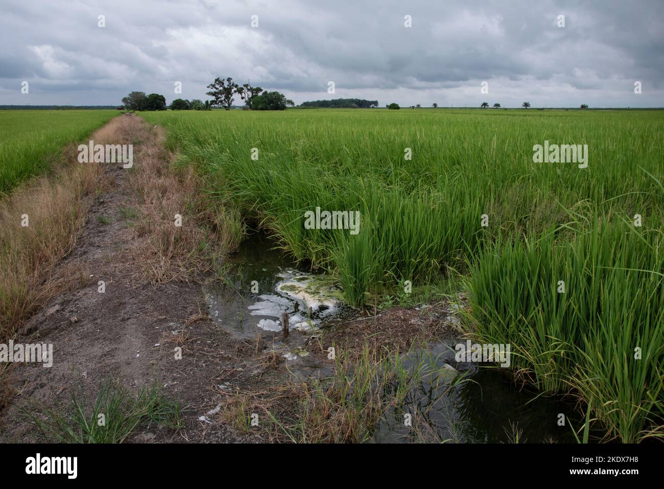rice plant growing on the wet paddy bed field Stock Photo - Alamy