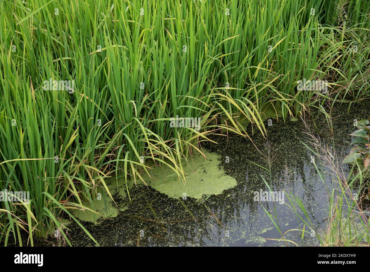 rice plant growing on the wet paddy bed field Stock Photo - Alamy