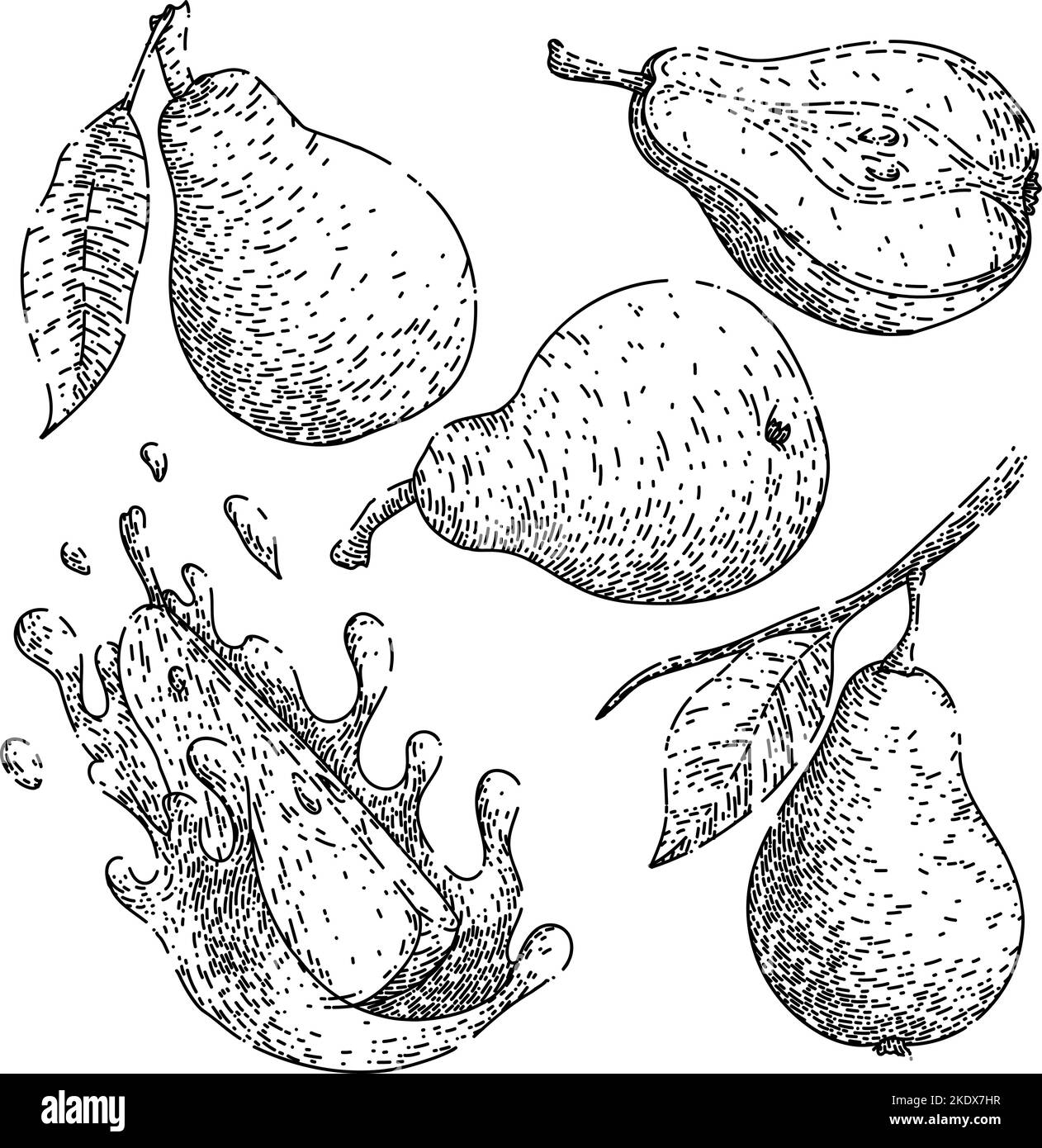 fruit pear set sketch hand drawn vector Stock Vector Image & Art - Alamy