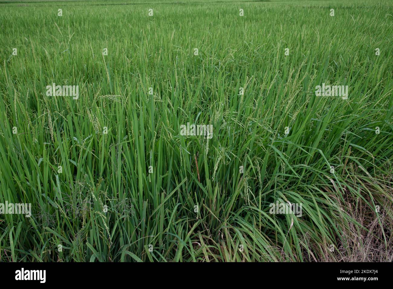 rice plant growing on the wet paddy bed field Stock Photo - Alamy