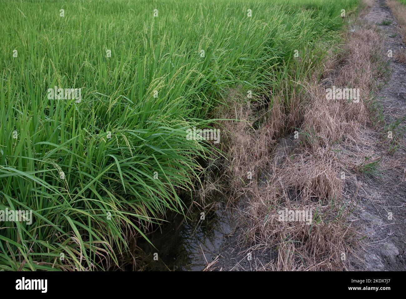 rice plant growing on the wet paddy bed field Stock Photo - Alamy