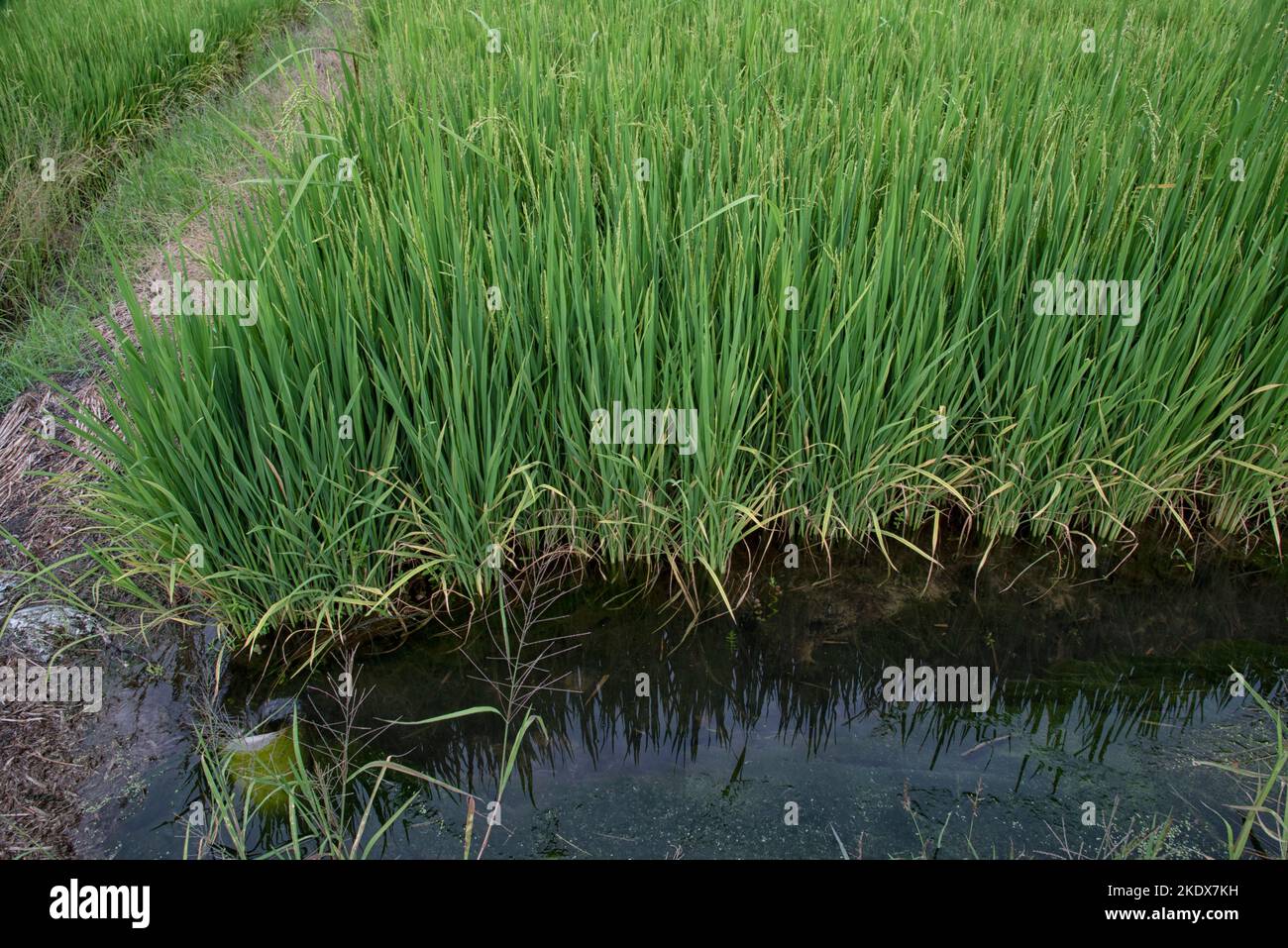 rice plant growing on the wet paddy bed field Stock Photo - Alamy