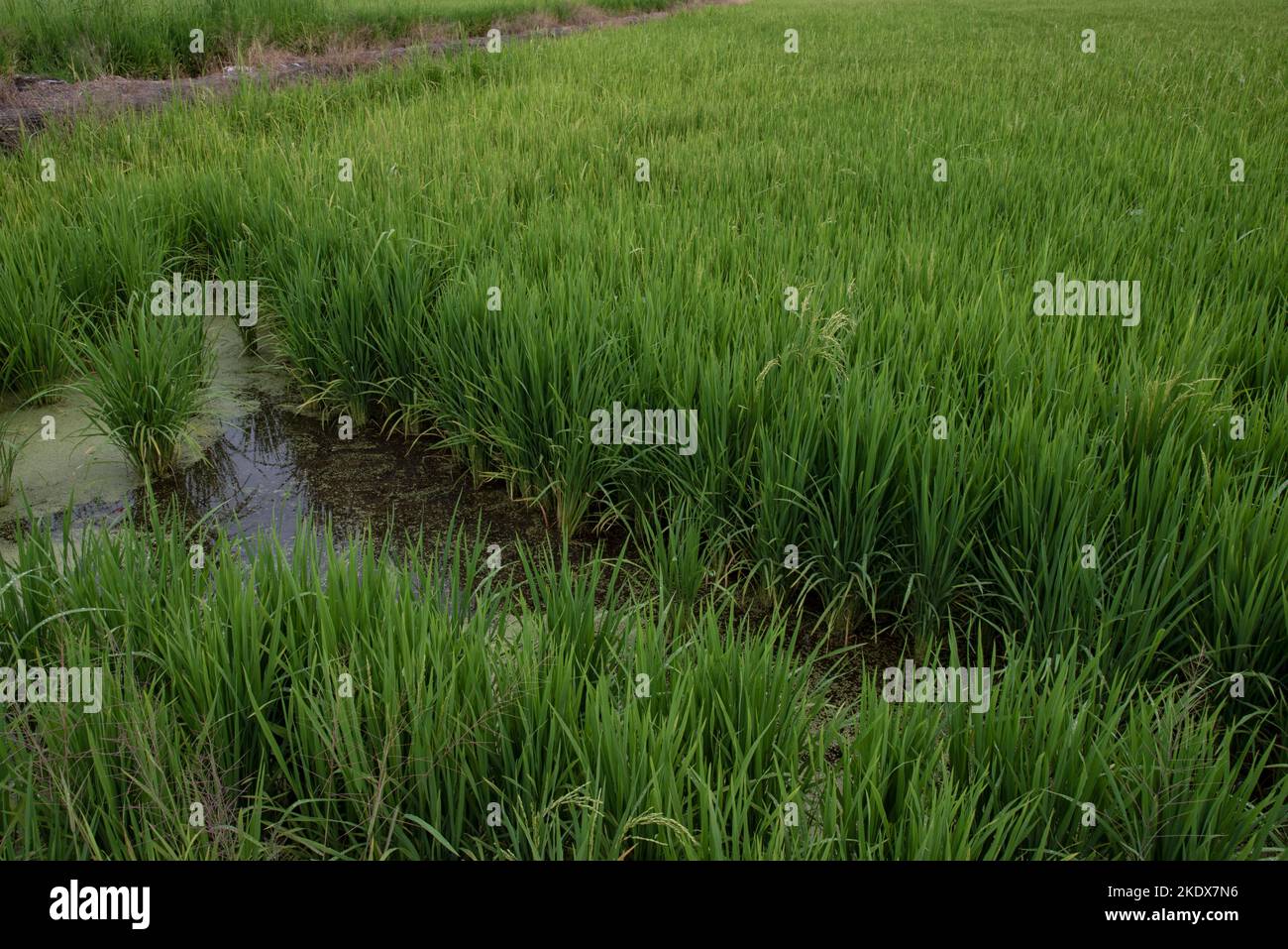 rice plant growing on the wet paddy bed field Stock Photo - Alamy