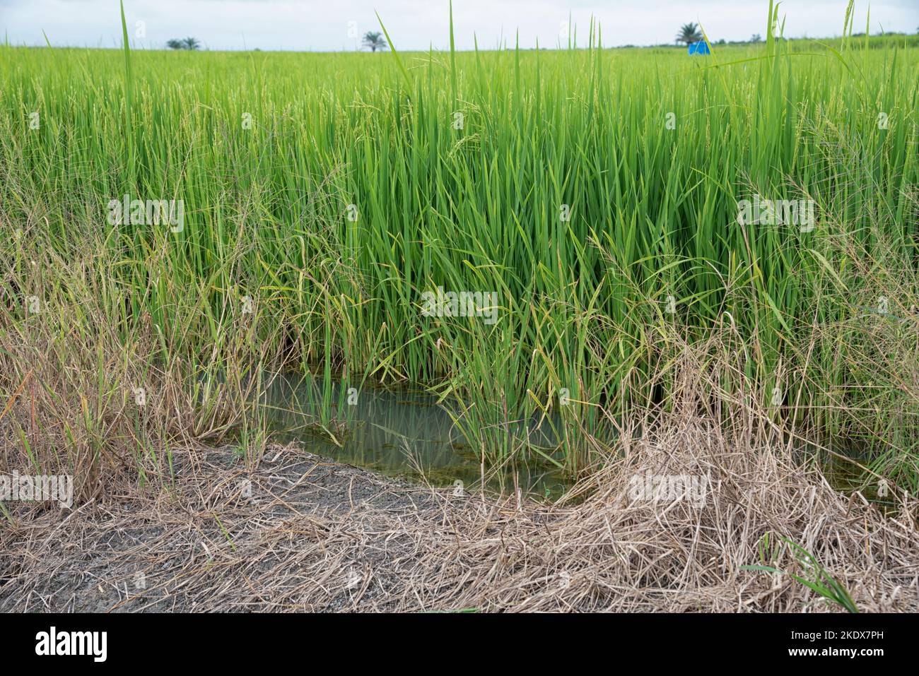 rice plant growing on the wet paddy bed field Stock Photo - Alamy