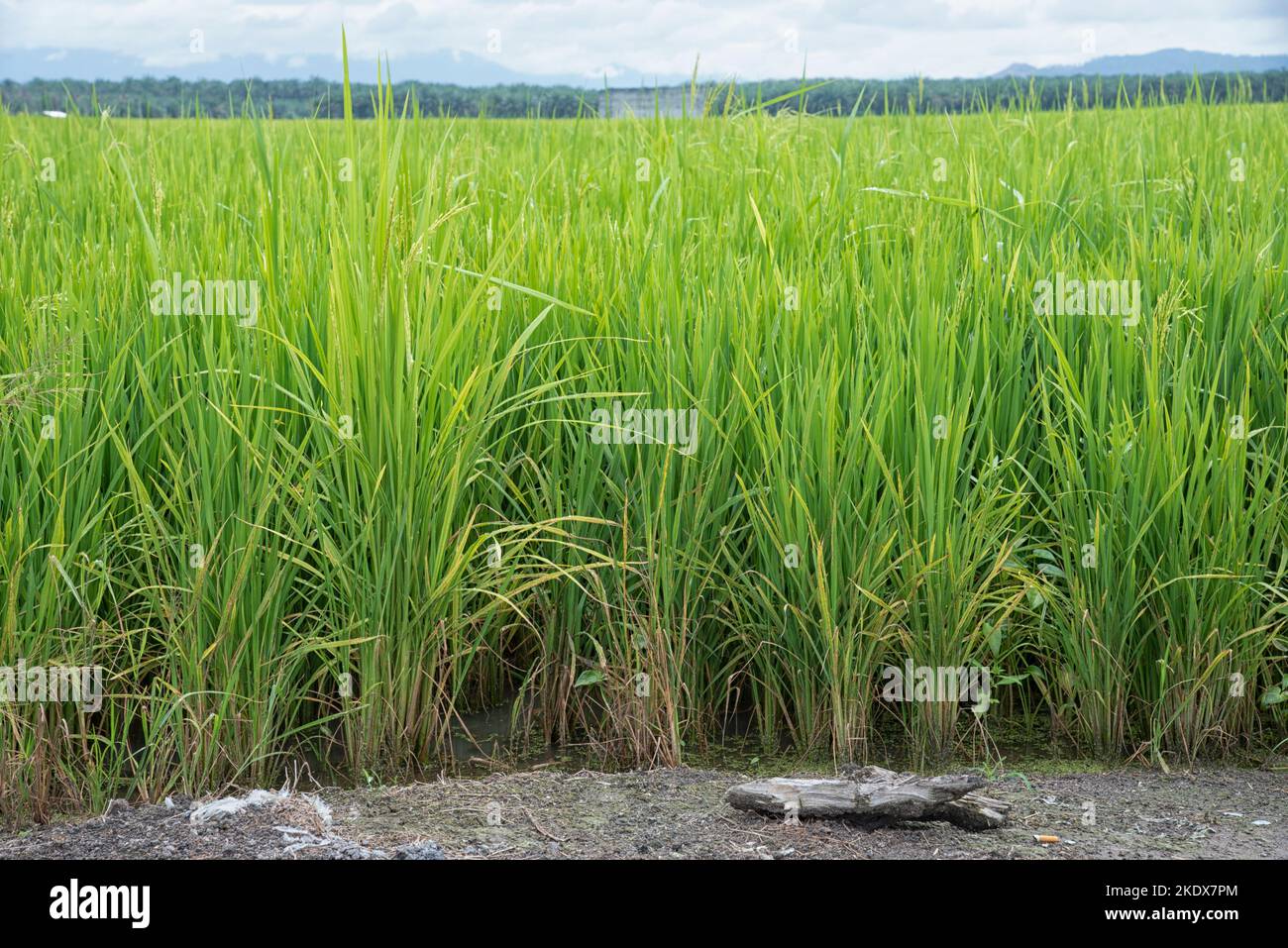 rice plant growing on the wet paddy bed field Stock Photo - Alamy