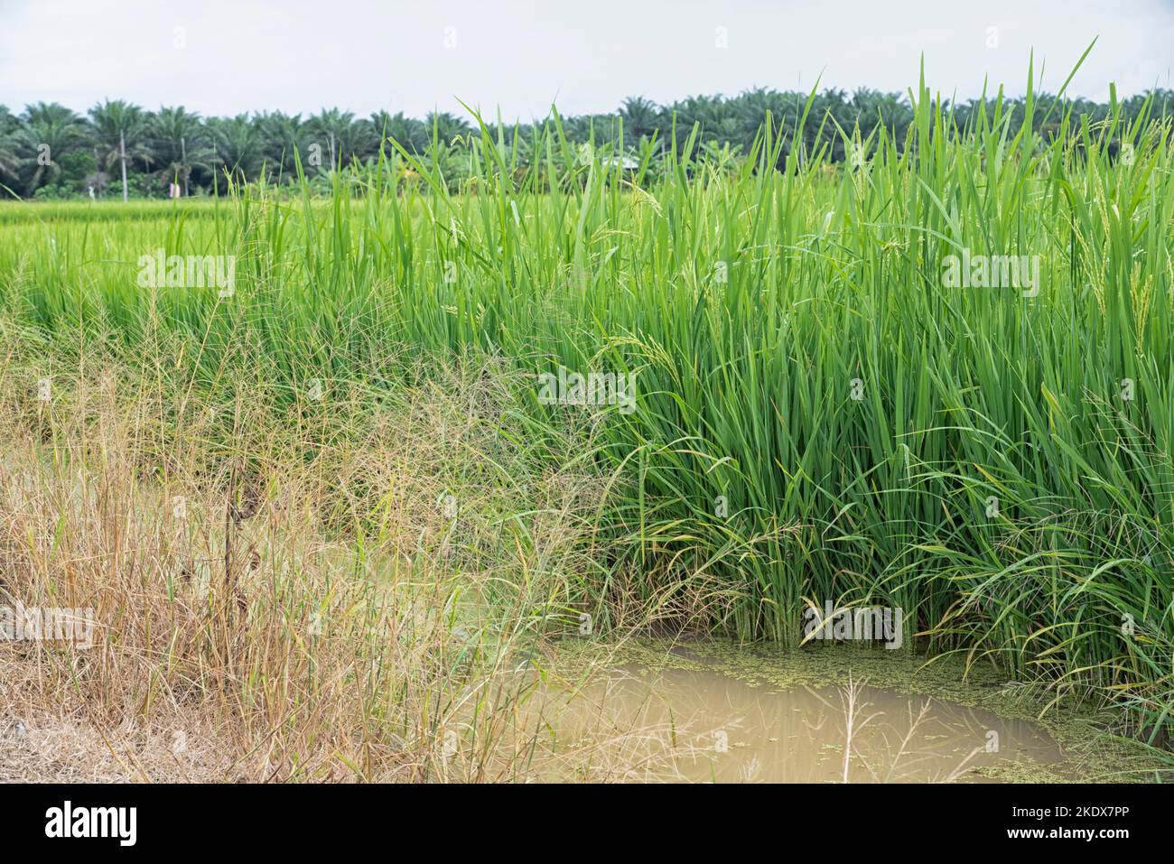 rice plant growing on the wet paddy bed field Stock Photo - Alamy