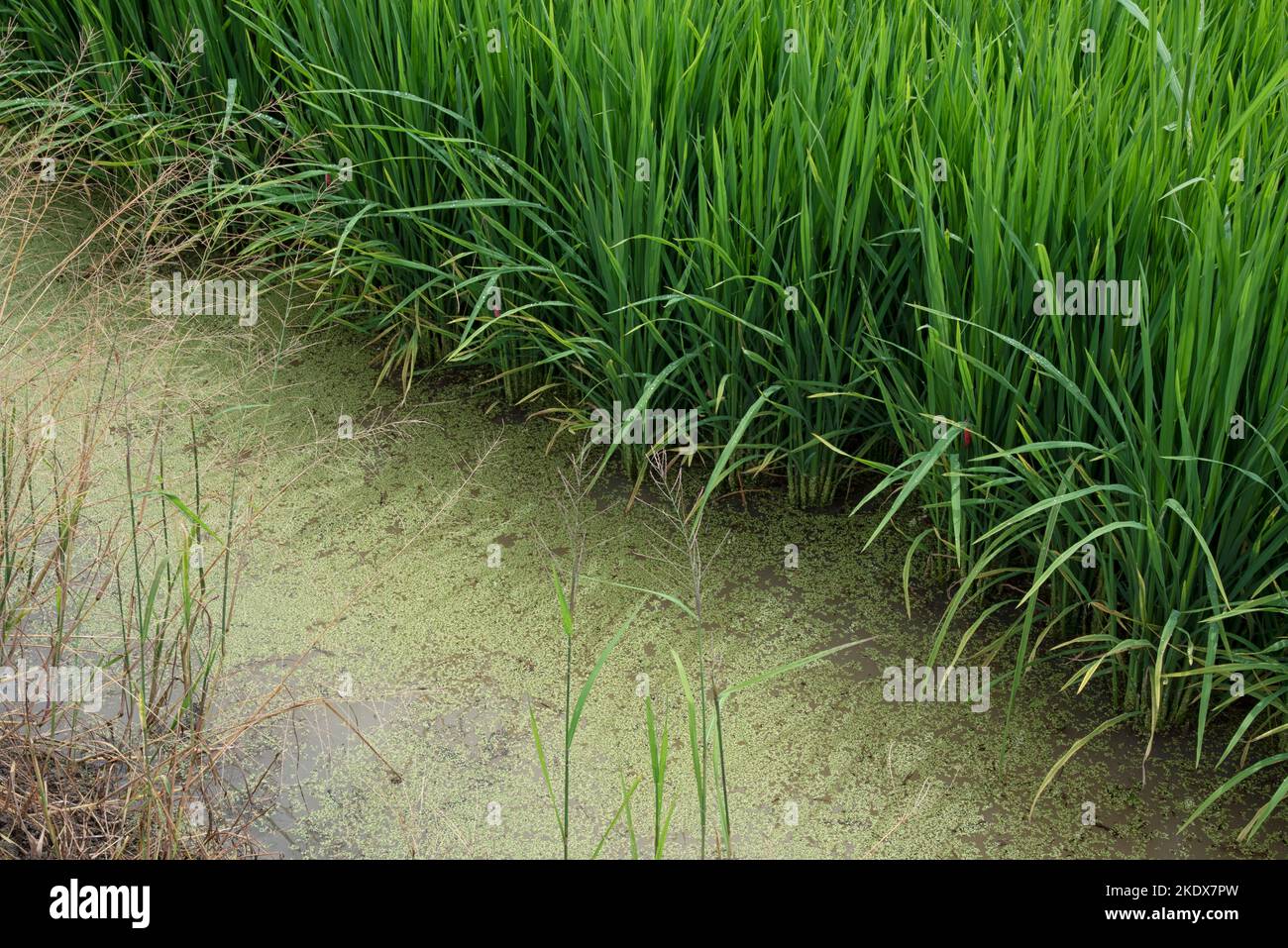 rice plant growing on the wet paddy bed field Stock Photo - Alamy