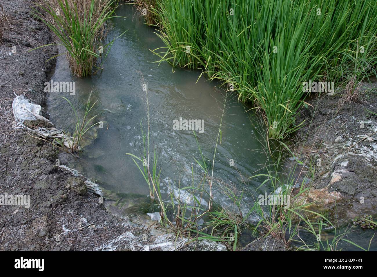 rice plant growing on the wet paddy bed field Stock Photo - Alamy