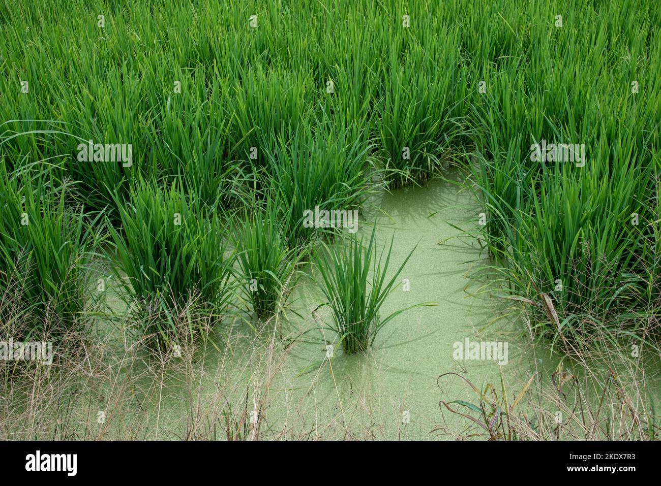 rice plant growing on the wet paddy bed field Stock Photo - Alamy