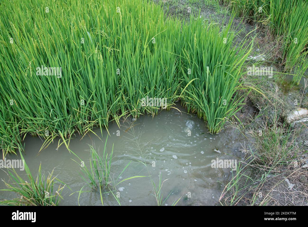 rice plant growing on the wet paddy bed field Stock Photo - Alamy
