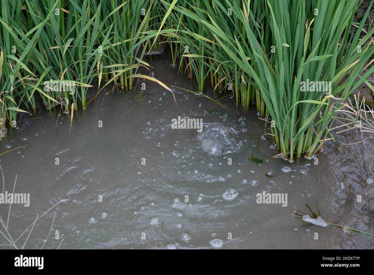 rice plant growing on the wet paddy bed field Stock Photo - Alamy