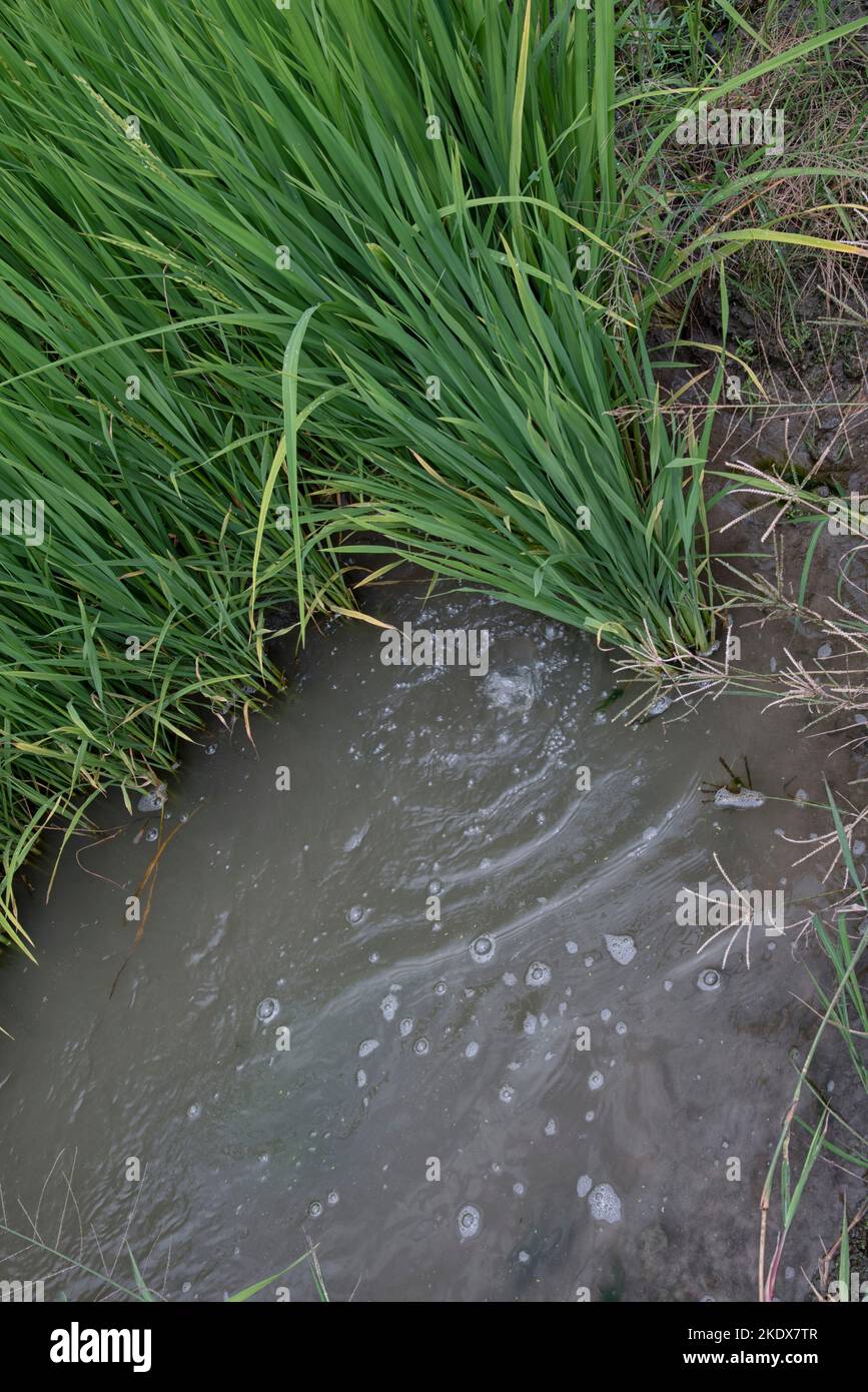rice plant growing on the wet paddy bed field Stock Photo - Alamy