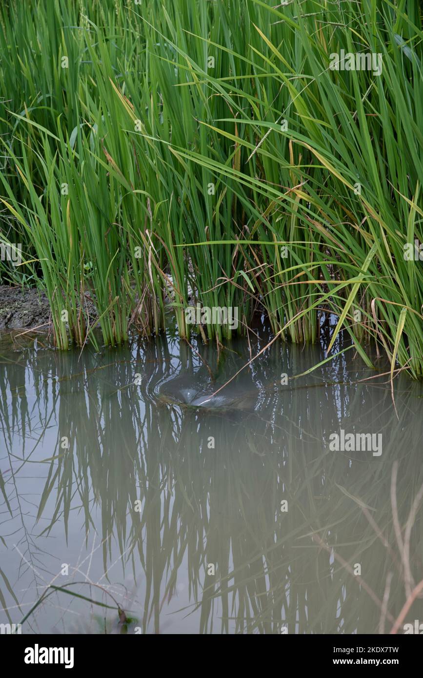 rice plant growing on the wet paddy bed field Stock Photo - Alamy