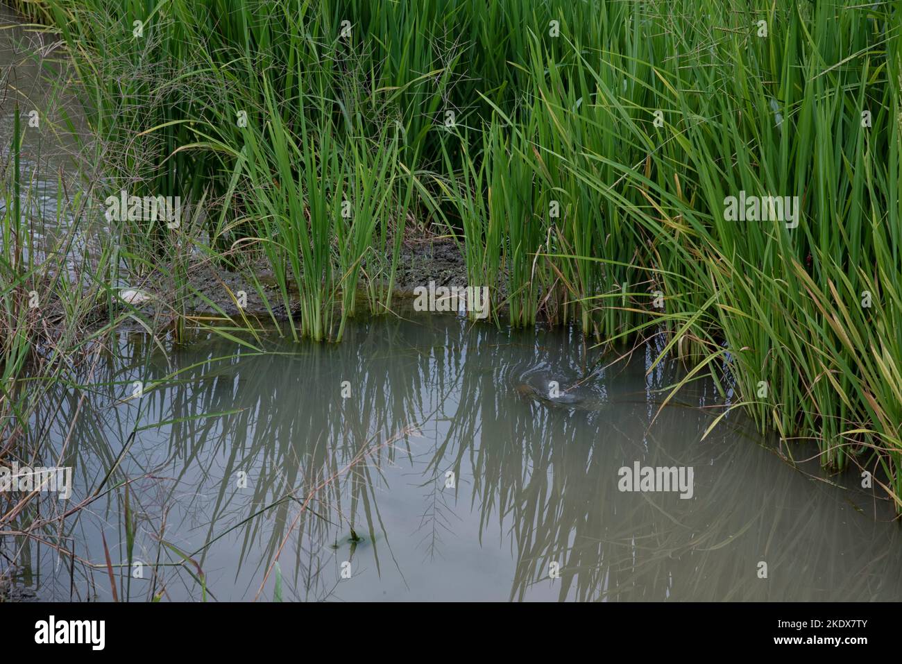 rice plant growing on the wet paddy bed field Stock Photo - Alamy