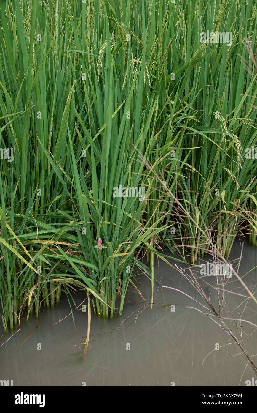rice plant growing on the wet paddy bed field Stock Photo - Alamy