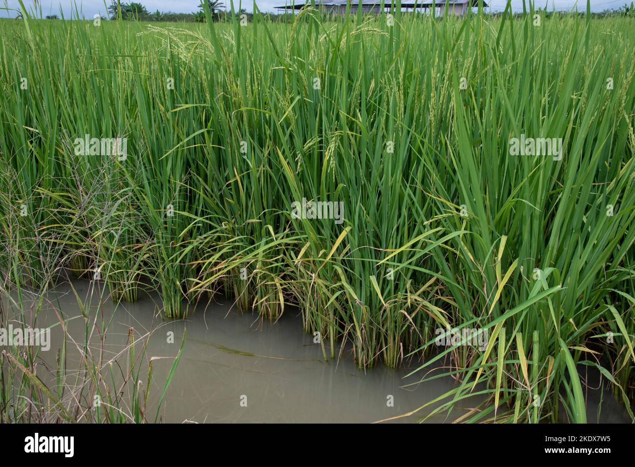 rice plant growing on the wet paddy bed field Stock Photo - Alamy