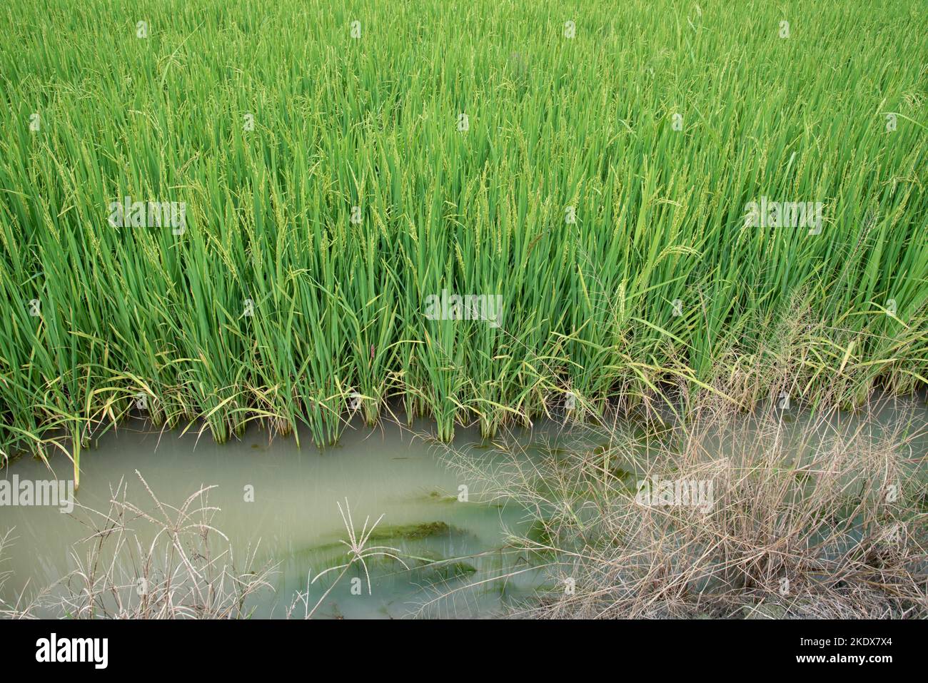 rice plant growing on the wet paddy bed field Stock Photo - Alamy