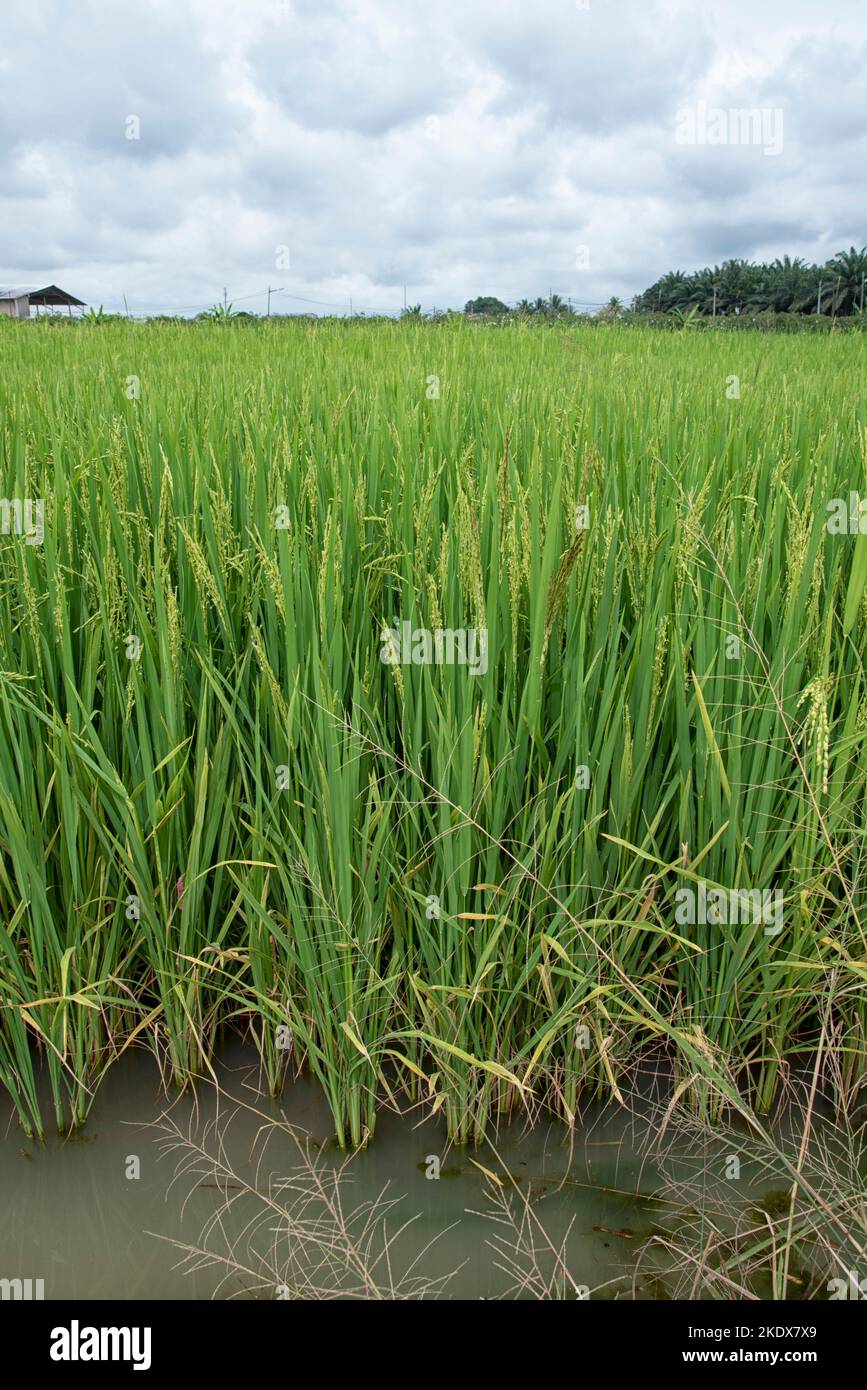 rice plant growing on the wet paddy bed field Stock Photo - Alamy