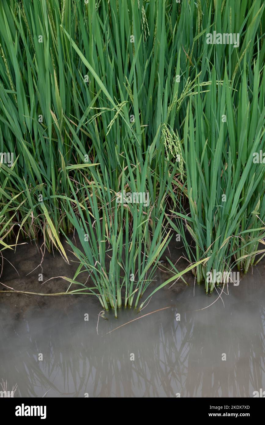 rice plant growing on the wet paddy bed field Stock Photo - Alamy