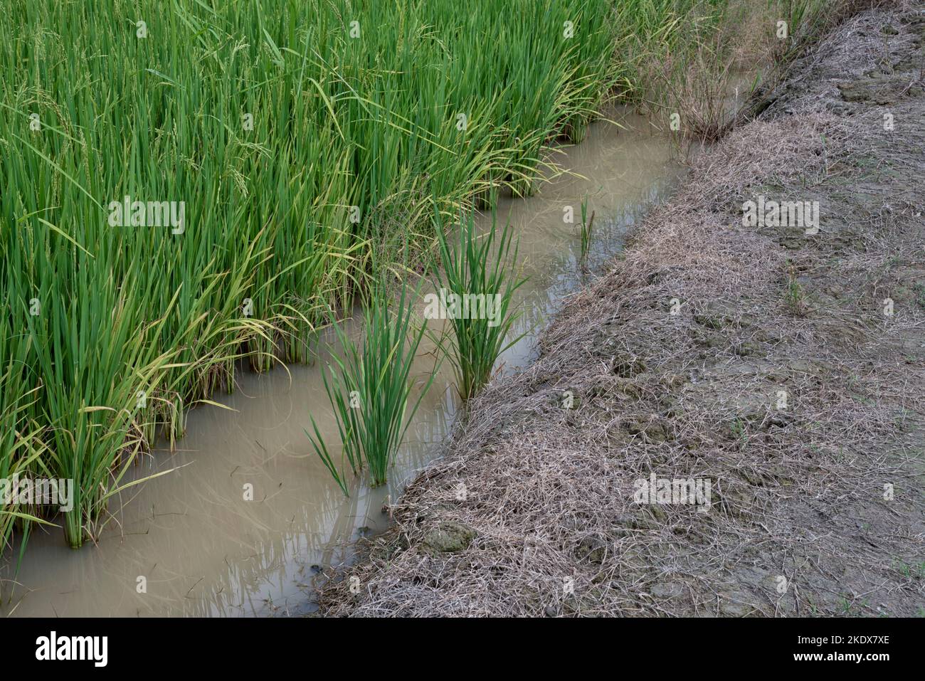 rice plant growing on the wet paddy bed field Stock Photo - Alamy