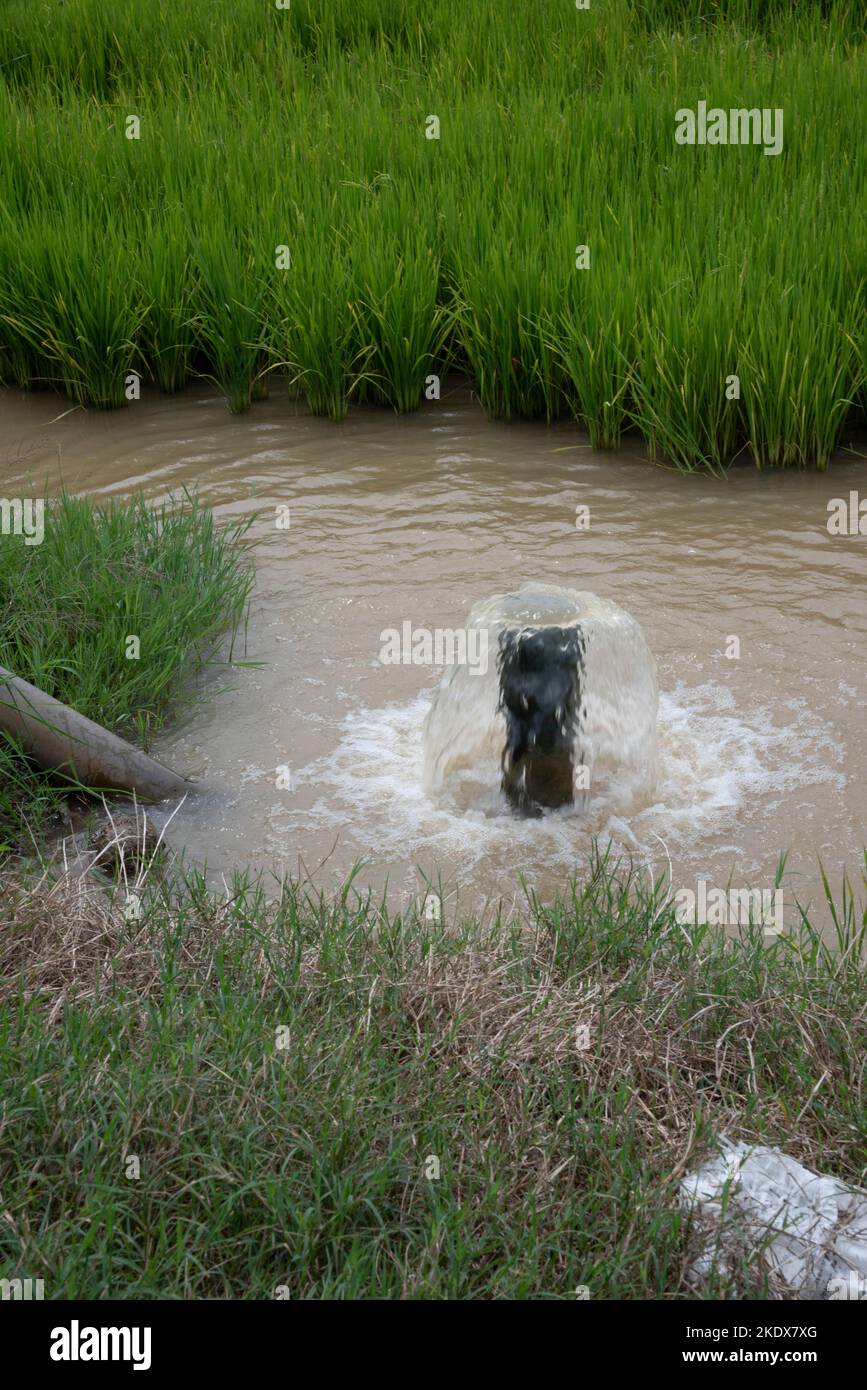 rice plant growing on the wet paddy bed field Stock Photo - Alamy