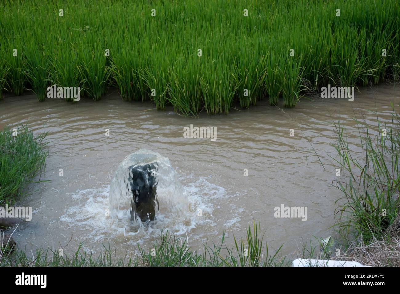 rice plant growing on the wet paddy bed field Stock Photo - Alamy