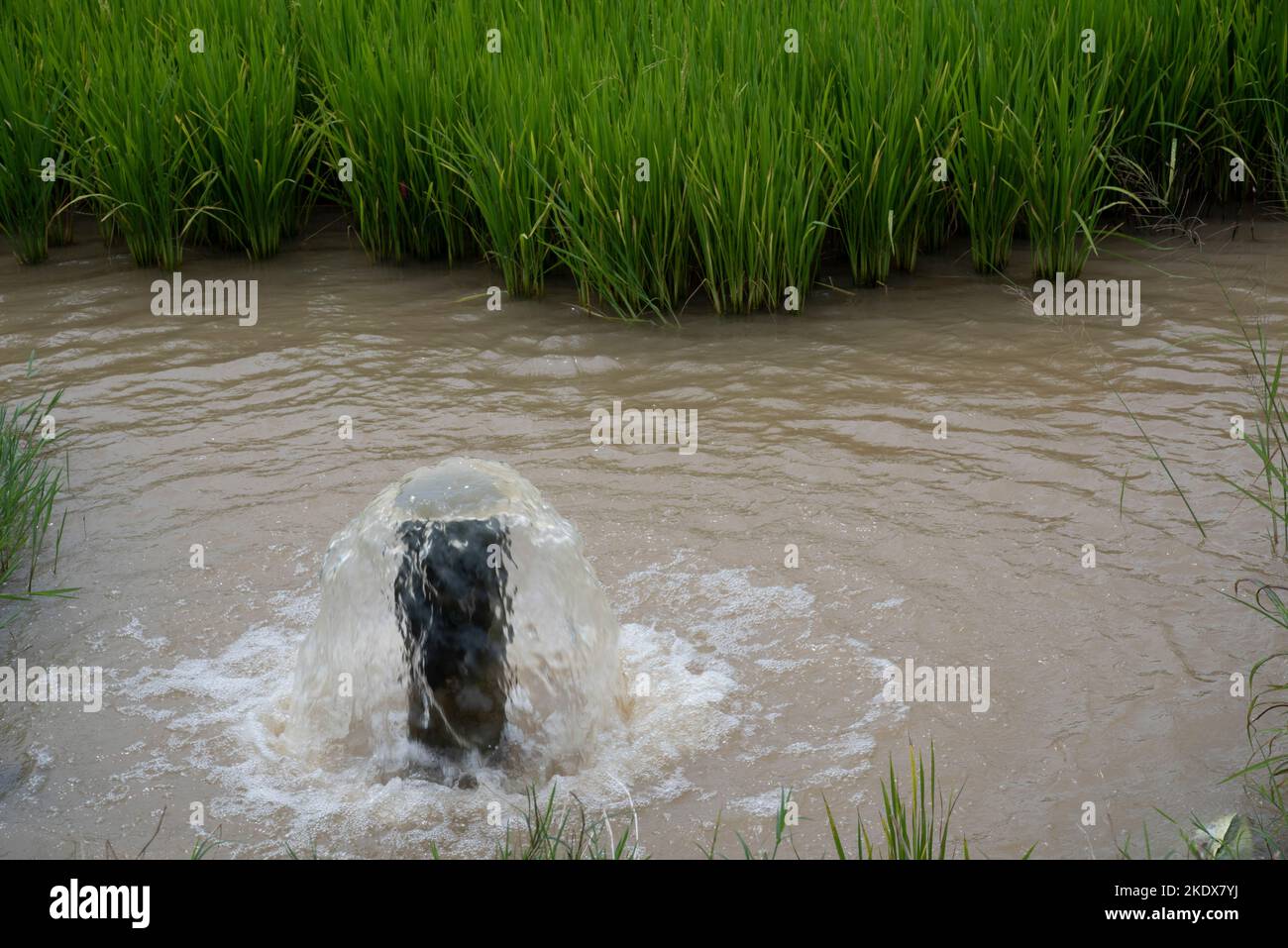 rice plant growing on the wet paddy bed field Stock Photo - Alamy