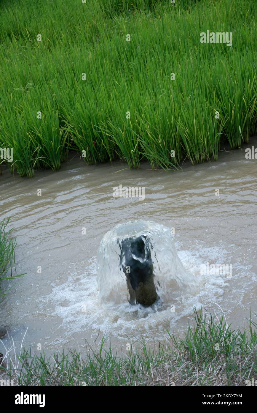rice plant growing on the wet paddy bed field Stock Photo - Alamy