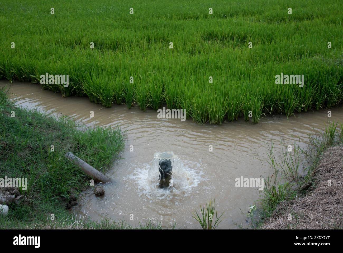 rice plant growing on the wet paddy bed field Stock Photo - Alamy