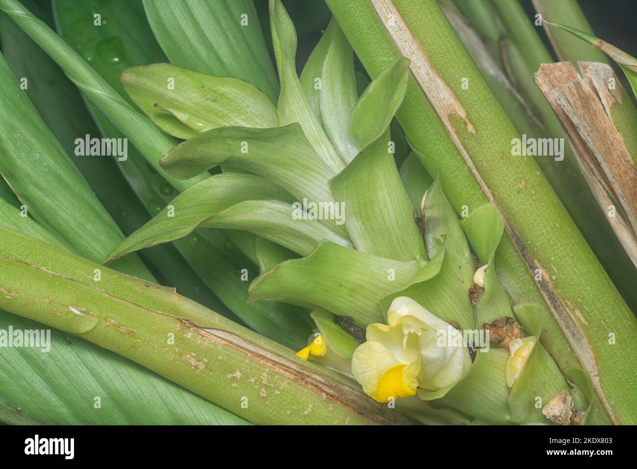 blossom white turmeric flower sprouting from the stem Stock Photo - Alamy