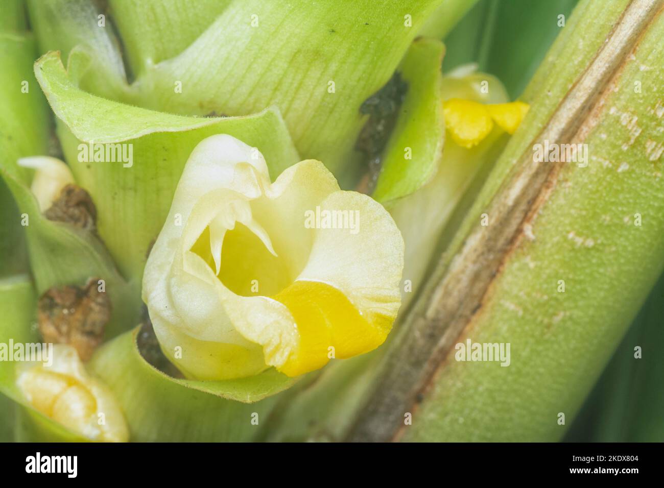 Stem ginger root flower hi-res stock photography and images - Alamy