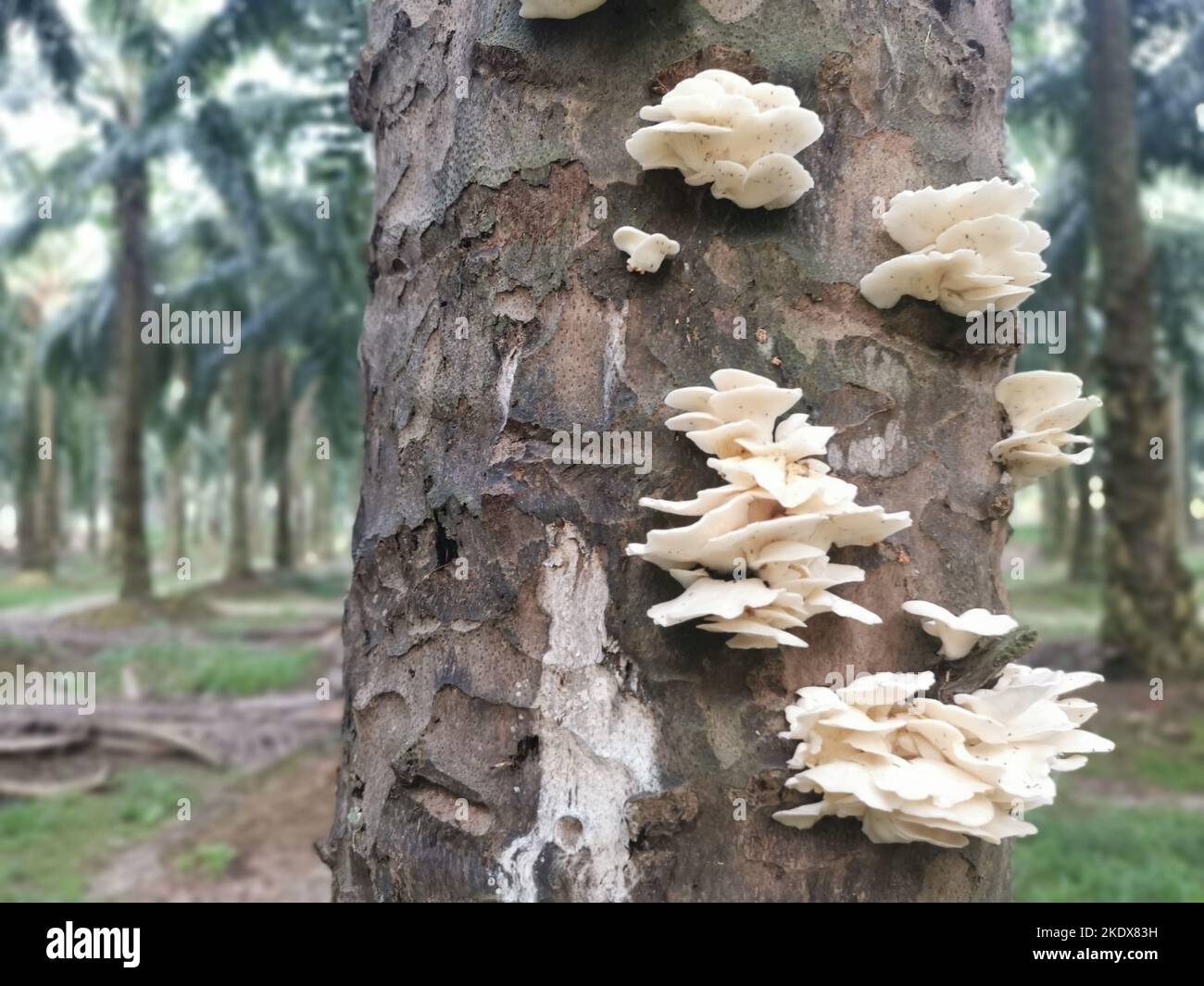 sprouting from dead tree trunk the white bracket fan-shaped fungi Stock ...