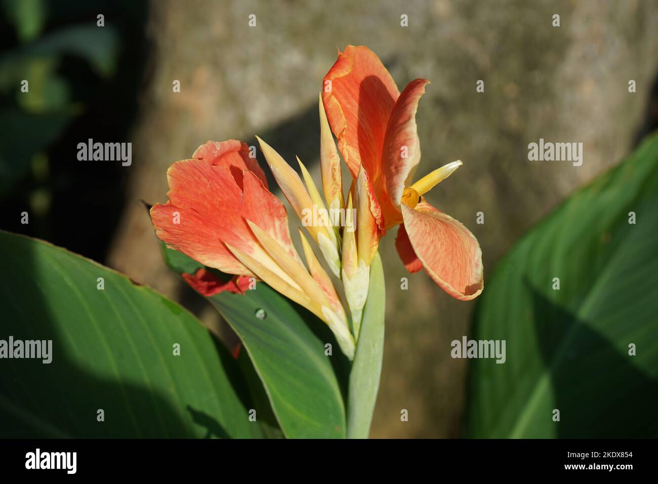 Zoom on flowers hi-res stock photography and images - Alamy