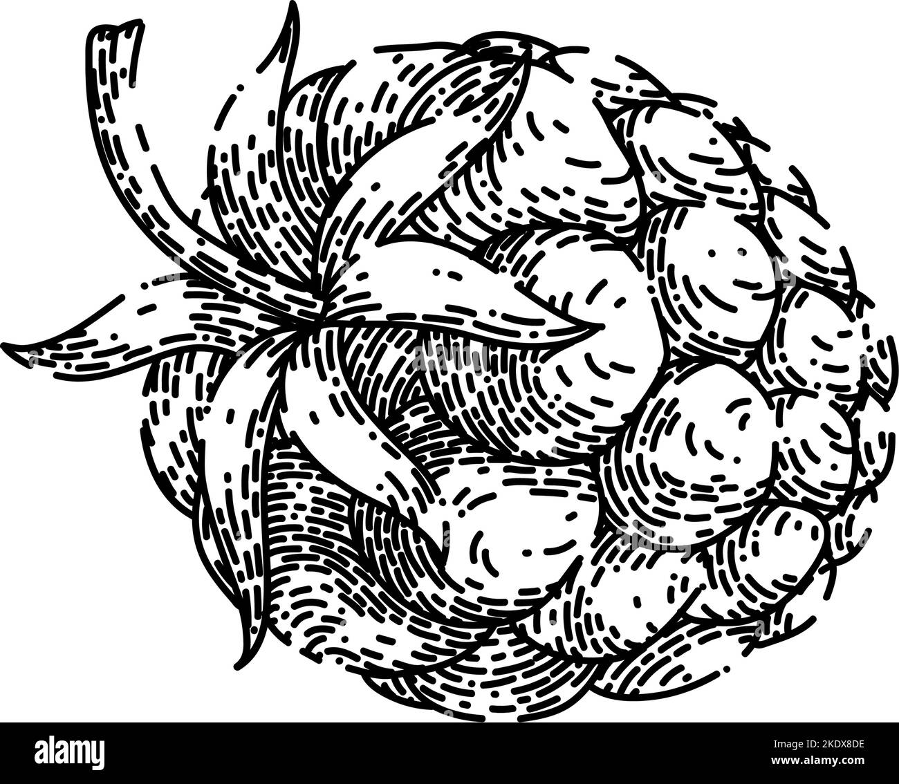 raspberry food sketch hand drawn vector Stock Vector Image & Art - Alamy