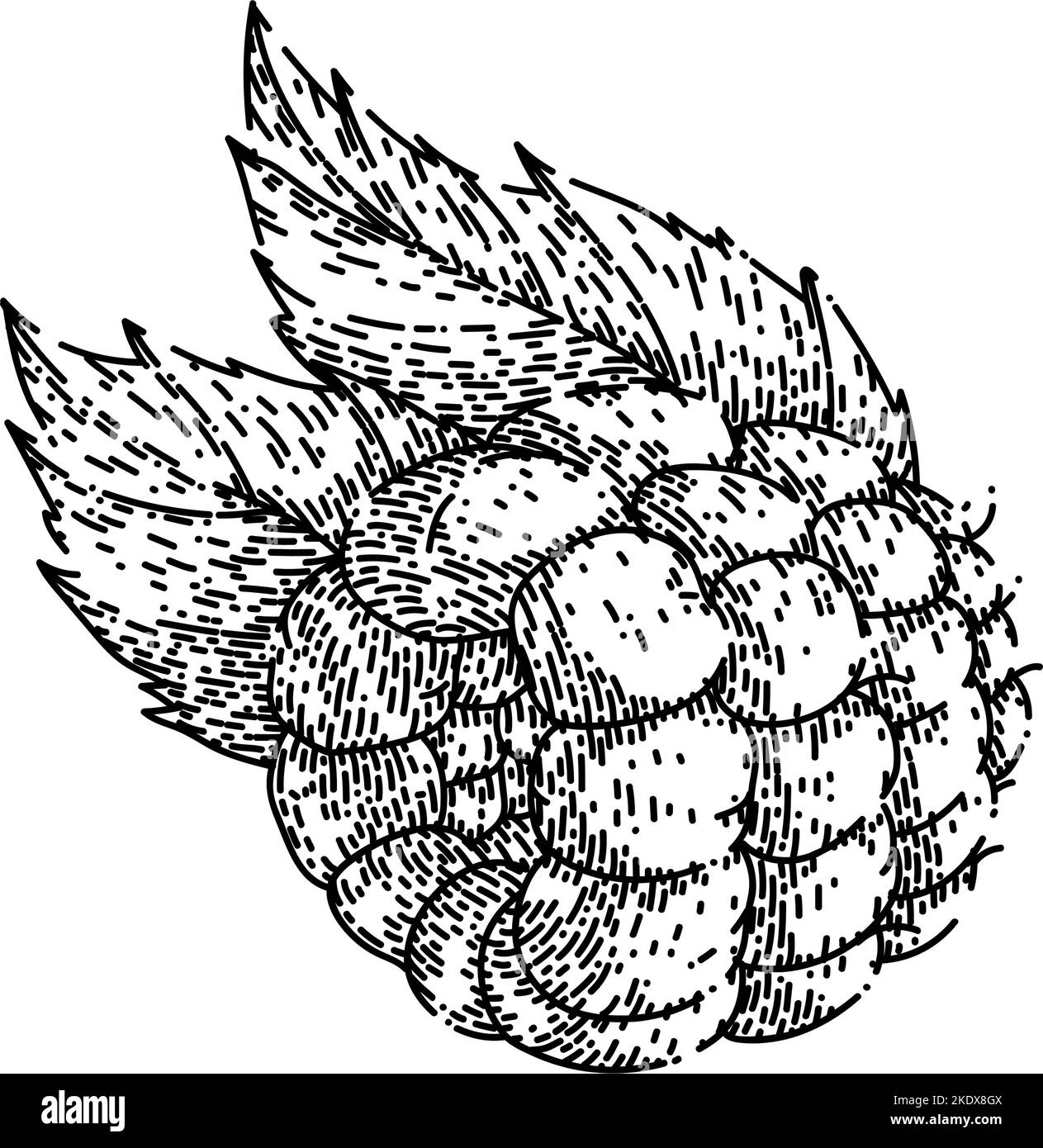 raspberry berry sketch hand drawn vector Stock Vector Image & Art - Alamy raspberry berry sketch hand drawn vector Stock Vector Image & Art - Alamy