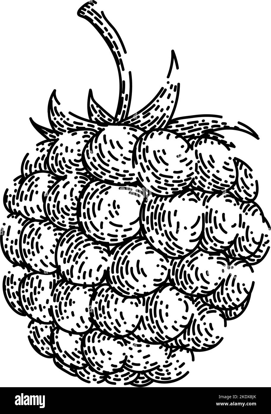 raspberry food sketch hand drawn vector Stock Vector Image & Art - Alamy