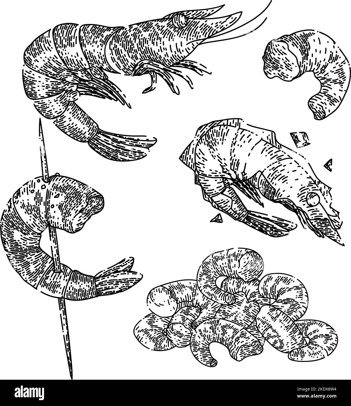 shrimp fish seafood set sketch hand drawn vector Stock Vector Image ... shrimp fish seafood set sketch hand drawn vector Stock Vector Image ...