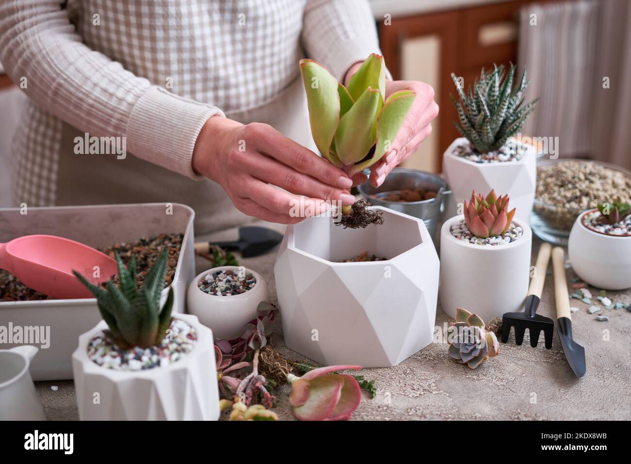 Woman holding Echeveria Succulent rooted cutting Plant with roots ready ...