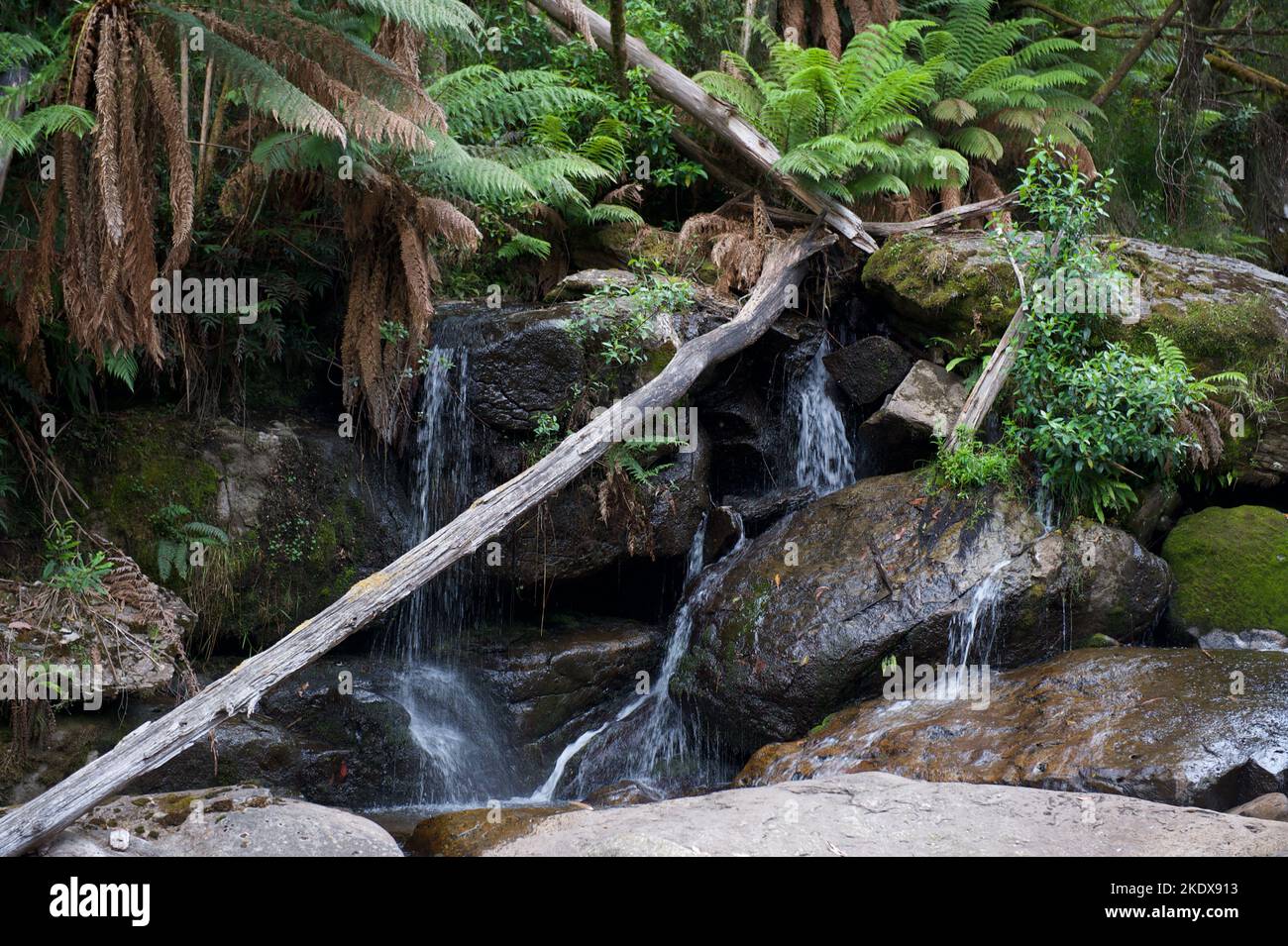 The Taggerty River is short and wild - running 18 kms from below Lake ...