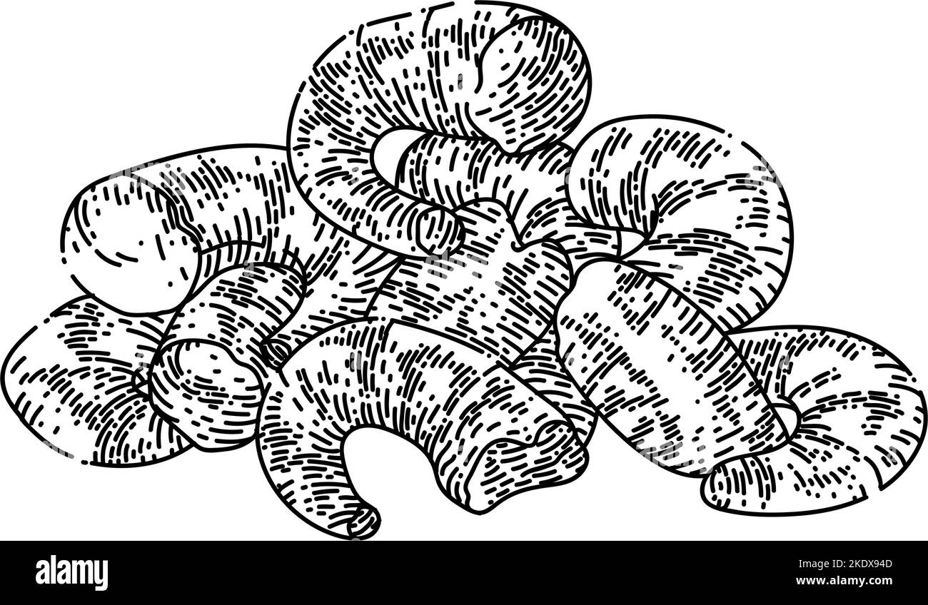 shrimp peeled sketch hand drawn vector Stock Vector Image & Art - Alamy shrimp peeled sketch hand drawn vector Stock Vector Image & Art - Alamy