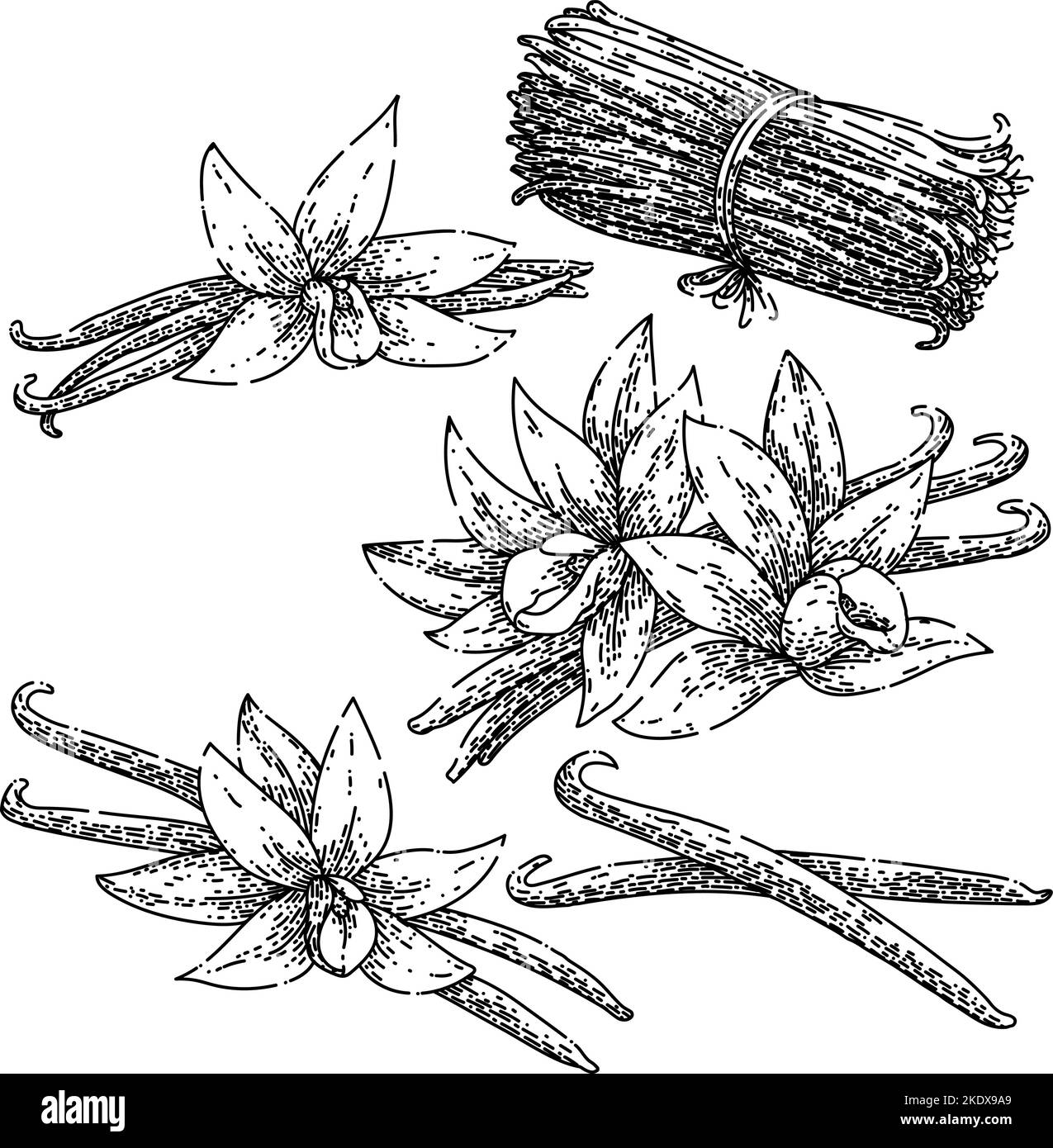 vanilla flower set sketch hand drawn vector Stock Vector Image & Art ...